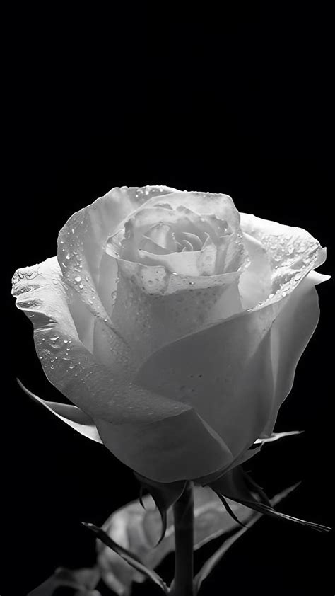 Black And White Rose White Flower White Rose Hd Phone Wallpaper Peakpx