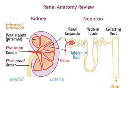 Clinical Pathology Glossary Renal Pathology Overview AKI CKI