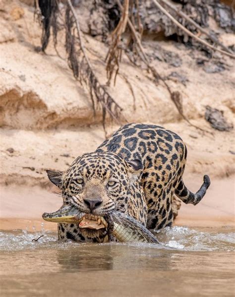 Biodiversidade Brasileira on Twitter Onça pintada predando um pequeno