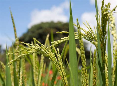 Os Maiores Produtores De Arroz Do Brasil Blog Da Superbid
