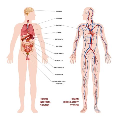 Concept De Schéma Du Système Circulatoire Des Organes Humains Internes