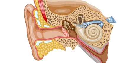 Soigner Naturellement Les Douleurs Aux Oreilles Santé et Bien être