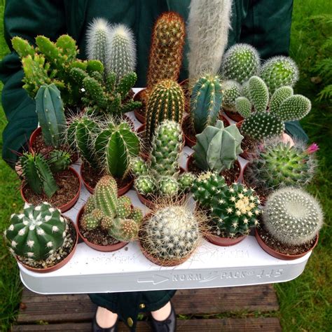 Set Of 10 Mixed Cactus Plants In 5 5cm Pots Indoor House