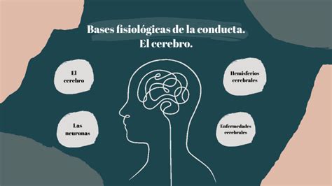 TEMA 2 BASES FISIOLÓGICAS DE LA CONDUCTA EL CEREBRO by ARIADNA