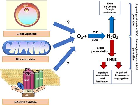 Impact Of Oxidative Stress On Male And Female Germ Cells Implications