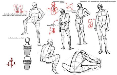 Human Anatomy Art Anatomy For Artists Anatomy Drawing Gesture