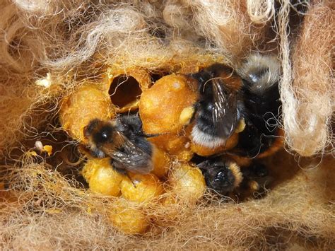 A Guide To Bumblebee Nests And What You Need To Know