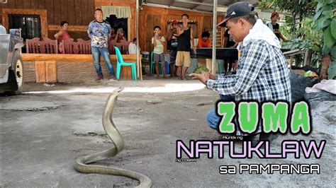 Zuma Muntik Ng Natuklaw Ng Cobra Sa Pampanga Zuma Haring Ahas Youtube