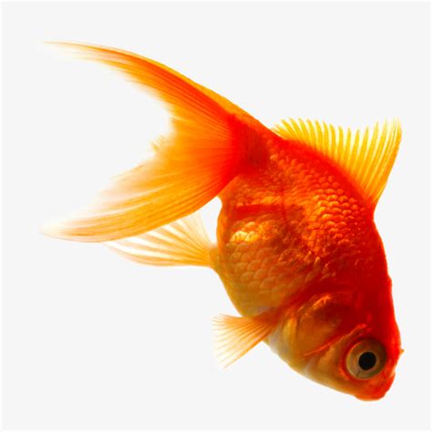 Png Png Png Kuaipng