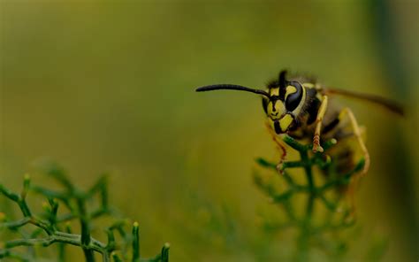 Nh Wasp Bee Control Monadnock Pest Wildlife Services