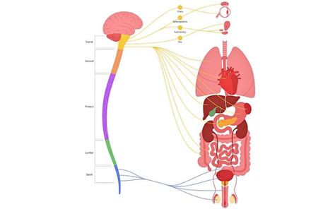 Hệ thần kinh giao cảm Cấu trúc chức năng và vai trò