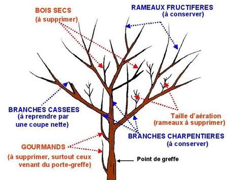 Pin By Houta68 On Jardin Fruit Trees Modern Garden Pruning Fruit Trees