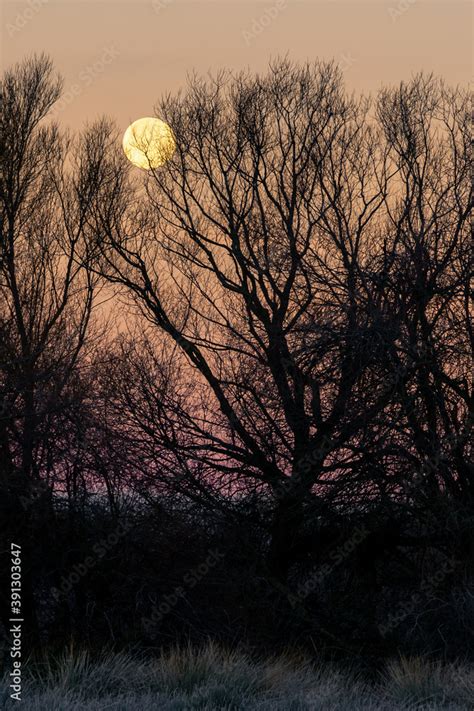 Paisaje nocturno con luna llena al atardecer y ramas peladas de árboles