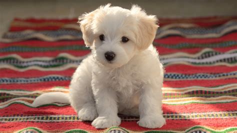 Cachorros pequenos peludos 8 raças de cães de pequeno porte