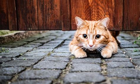 Cómo evitar que tu gato se escape Foto 1