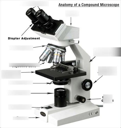 Lab 1 Microscope Diagram Quizlet