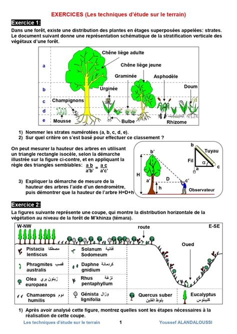 Sortie Cologique Svt Exercices Corrig S Dyrassa