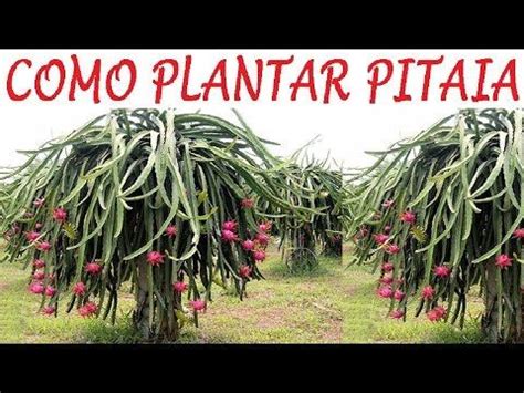 Como Plantar Pitaia da forma mais fácil do mundo YouTube Como