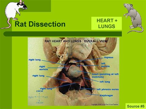 Rat Anatomy Dissection Diagram