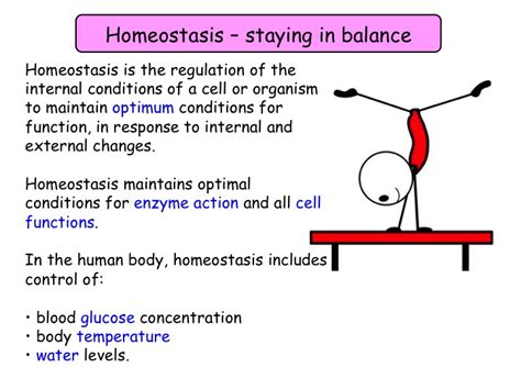 And Homeostasis The Structure Function Of The Human
