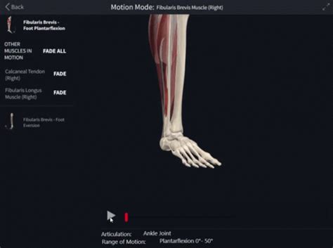 Fibularis Brevis Foot Plantarflexion Fibularis Brevis Foot