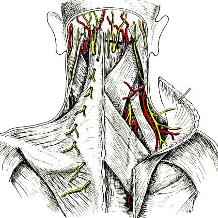Anatomie Topographische Anatomie