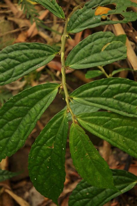 Elatostema Urticaceae Image 36276 At PhytoImages Siu Edu