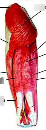 Superficial Muscles Of The Thigh Posterior Diagram Diagram Quizlet