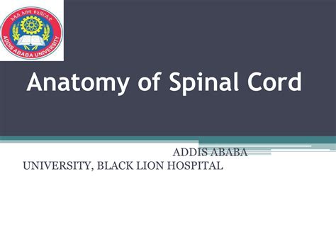 SOLUTION Spinal Cord Anatomy Studypool