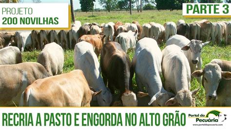 Projeto 200 novilhas recria a pasto e engorda no alto grão Parte 3