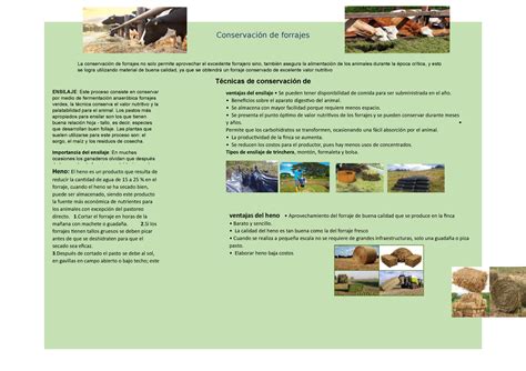 Infografia C Trabajo Alimentacion Bovina Studocu The Best Porn Website