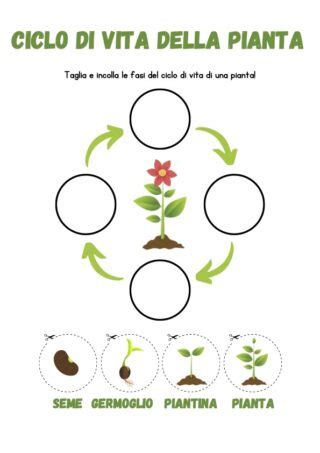 Il Ciclo Vitale Delle Piante Maestra Gabry