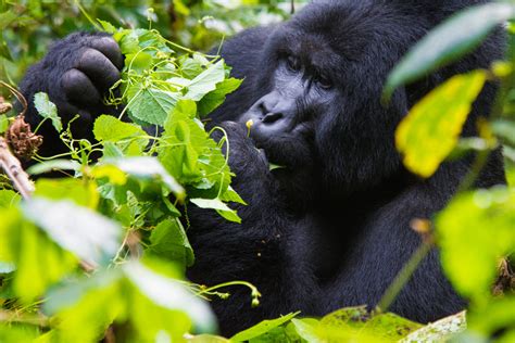 6 Day Rwanda Primate Safari Holiday Alive Africa Adventures