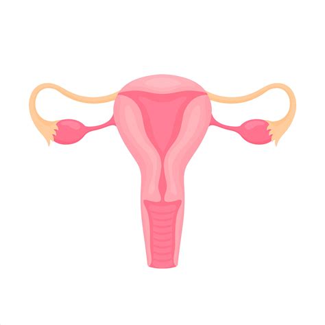 Internal Female Reproductive System
