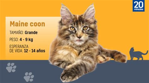 Cómo es el maine coon un enorme gato de enigmática procedencia cuya