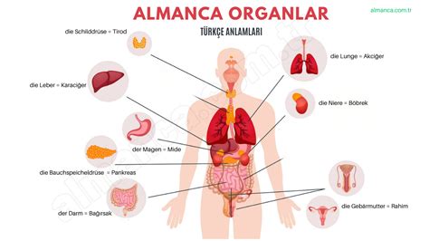 Almanca Organlar Almanca A1 Dersleri