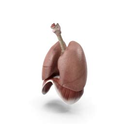 Respiratory Department Png Vanguardia Acad Mica