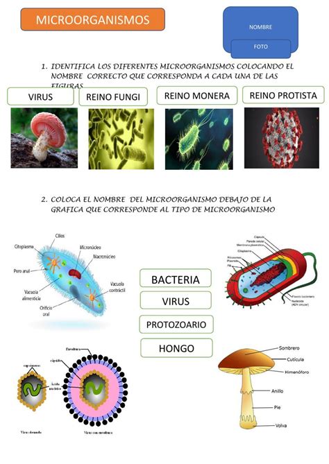 Introducción a los microorganismos worksheet Ciencias de la