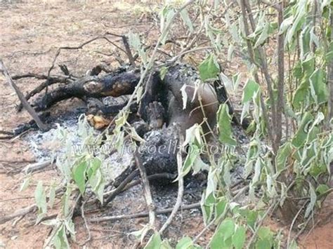 CAMOCIM POLÍCIA 24h CENAS FORTES CORPO CARBONIZADO É ENCONTRADO EM