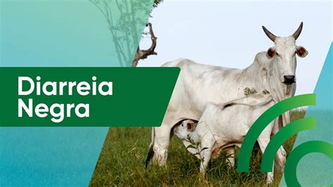 Saiba Como Tratar A Diarreia Negra Em Bezerros Ourofinoemcampo