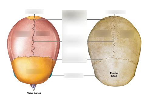 Parietal Bones Diagram Diagram Quizlet