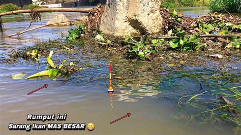 BERUNTUNG Mancing Ikan Nila Liar Di Sungai Dapat Ikan Mas Besar YouTube