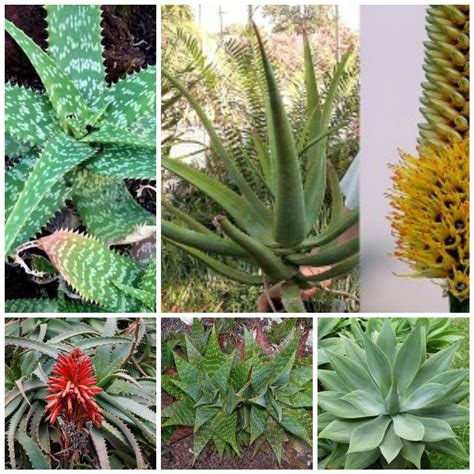 Todo Con Plantas Ac Bar S Bila Pita Y Aloe Diferencias En N
