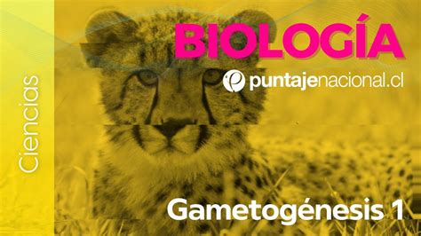 PAES Biología Gametogénesis 1 YouTube