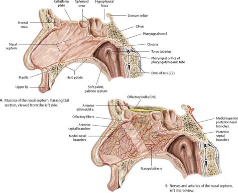 Nasal Cavity Nose Atlas Of Anatomy