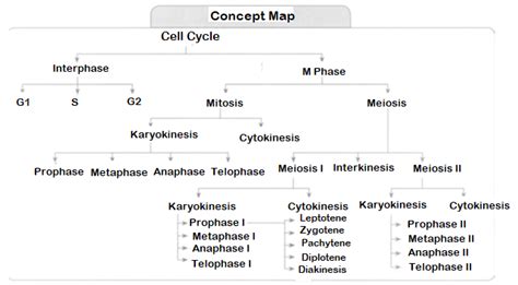 Prepare A Concept Map On Cell Division