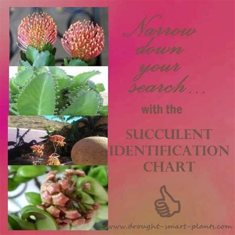 Succulent Identification Chart Find Your Unknown Plant Here