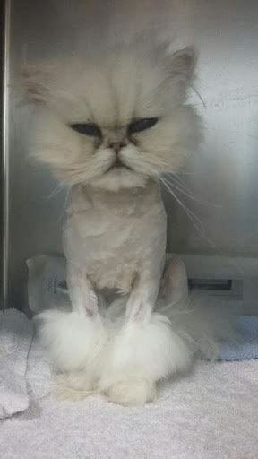Shaved Cat Blank Template Imgflip