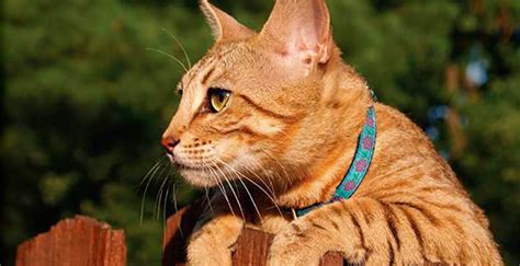Collares para Gatos Guía y 7 Mejores de 2023 MascotaPro
