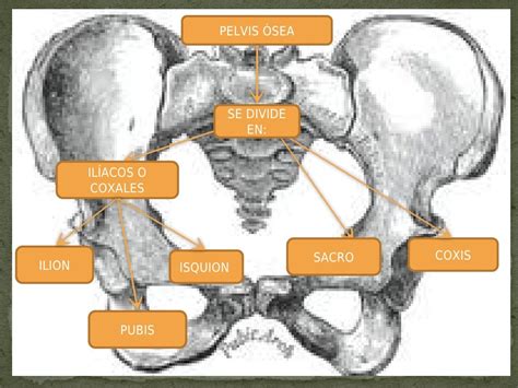 Estructura de la pelvis ósea forma y